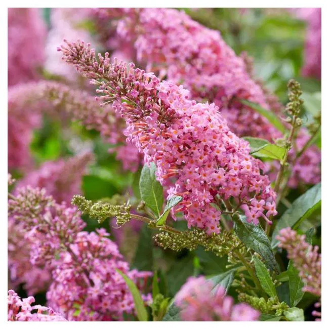 Buddleia davidii Butterfly Candy Little Pink