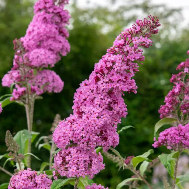 Buddleia davidii Pink Delight