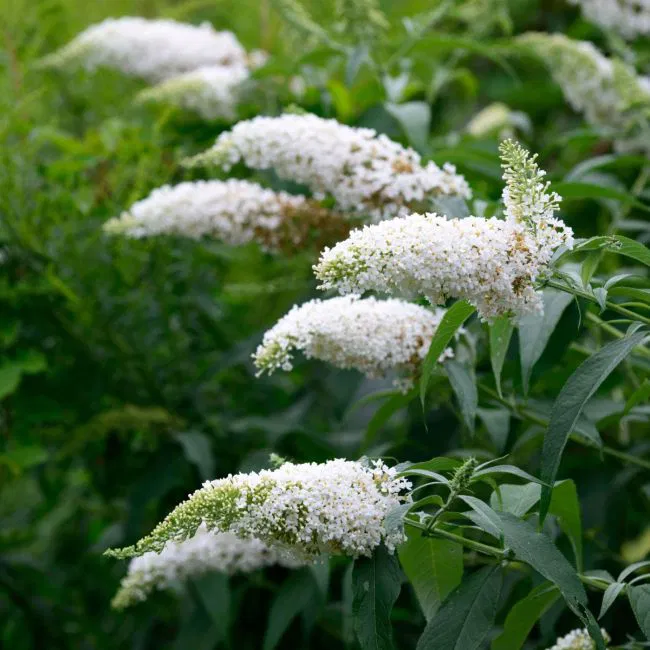Buddleja davidii Nano White