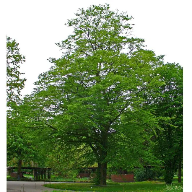 Carpinus betulus