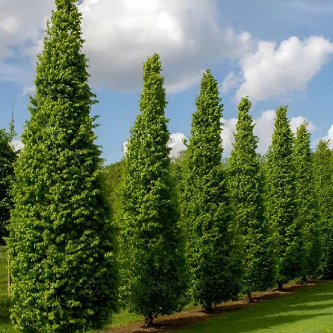 Carpinus betulus Frans Fontaine