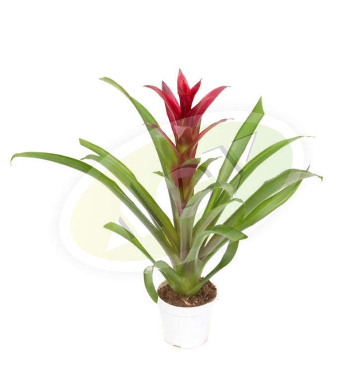 GUZMANIA SAMBA U SAKSIJI