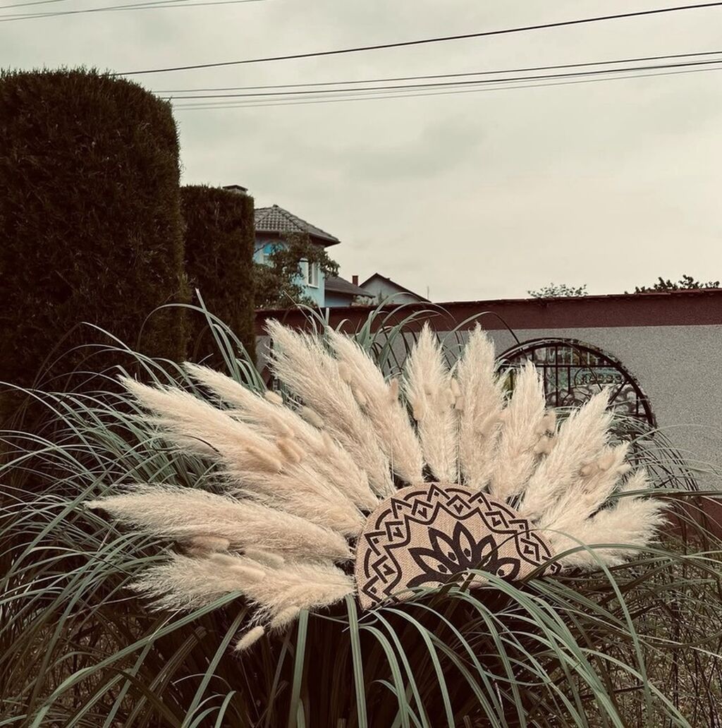 Pampas lepeza
