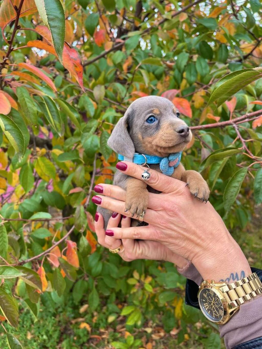 Odgajivacnica pasa "Happy Puppies" ima u ponudi prelepe stence mini