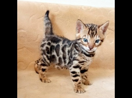 MMaestro_bengal macici