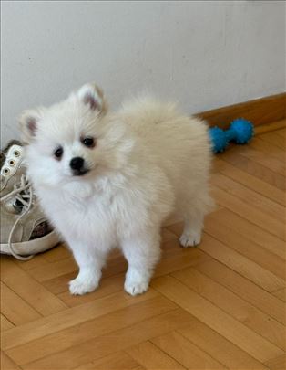 Pomeranac