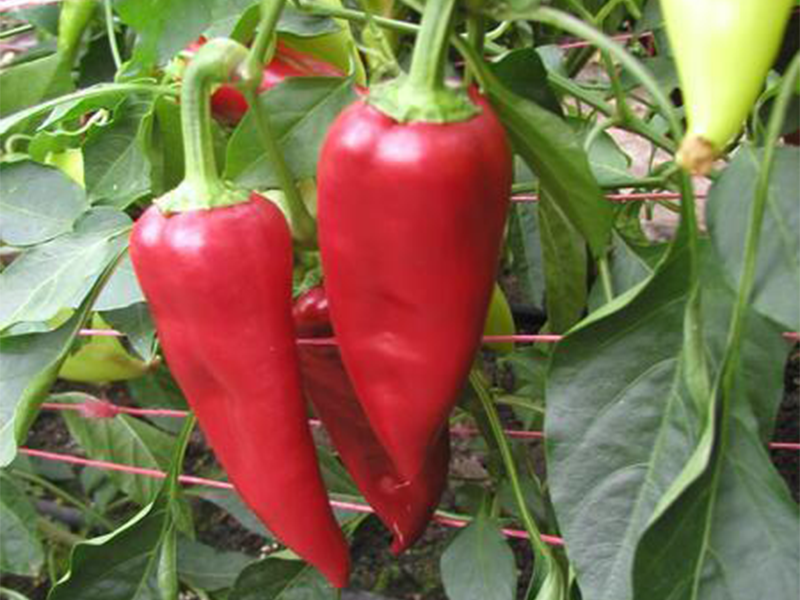 Paprika Lidya F1 500s yuk