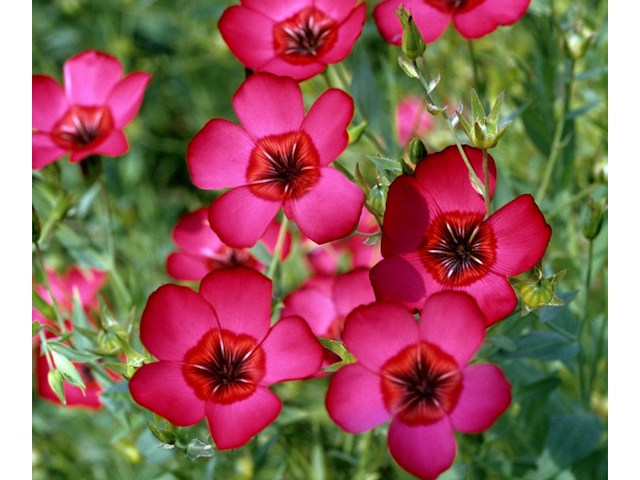 Ukrasni Lan crveni (500 semenki) Linum Rubrum