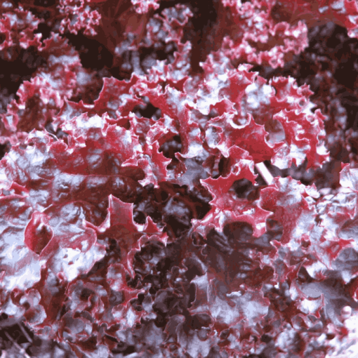 Salata Maricela
