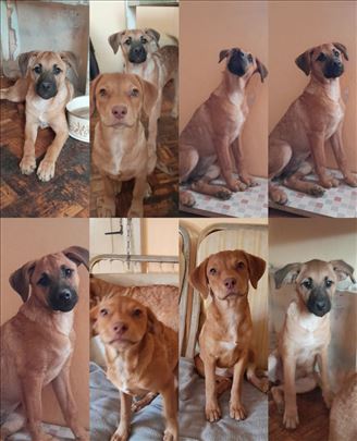 dve bebe traze svoje zauvek domove