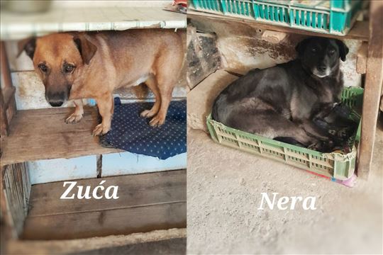 Nera I Zuća traze mir I udobnost