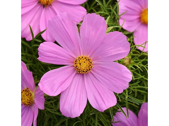Kozmeja pink (200 semenki) Cosmos Bipinnatus Sensation