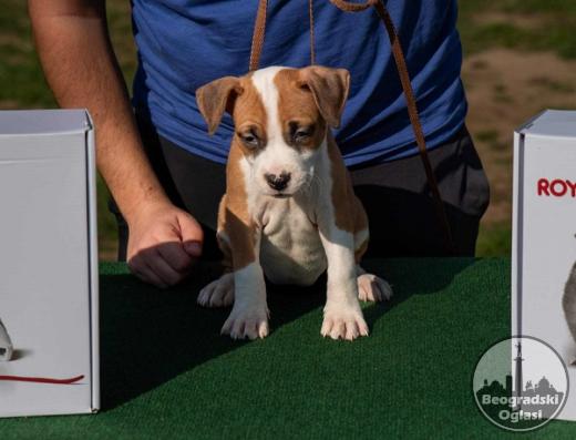 Američki Stafordski Terijer, vrhunski štenci