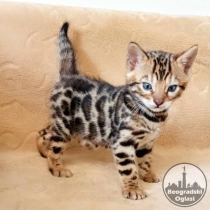 MMaestro bengal macici
