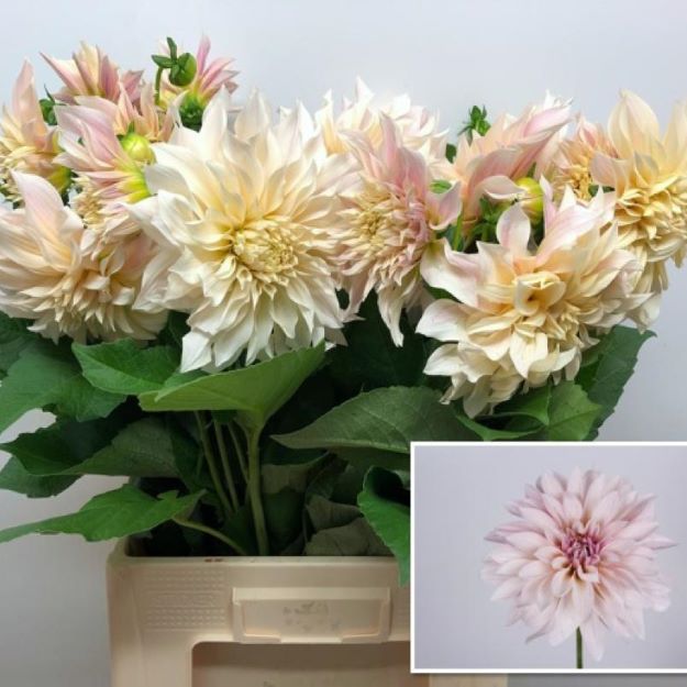 Dahlia cafe au lait 50 cm