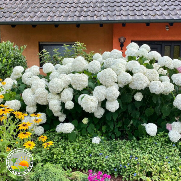Bela Krupnocvetna Drvenasta Hortenzija (Hidrangea Paniculata)