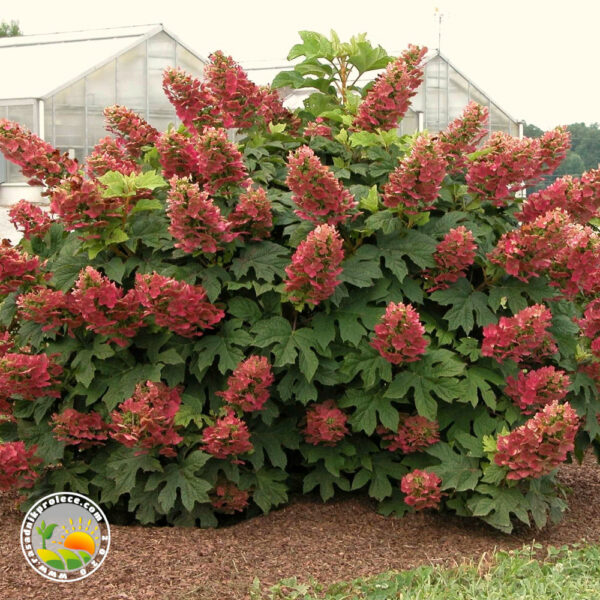 Hrastolista Hortenzija (Hydrangea quercifolia)