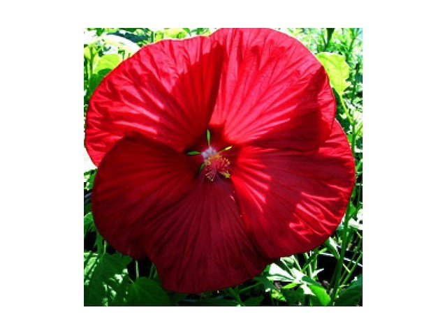Močvarni hibiscus Crveni - Hibiscus moscheutos SEME