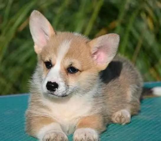 Velški korgi Welsh Corgi Pembroke