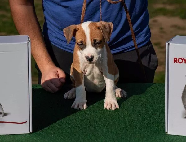 Američki Stafordski Terijer, vrhunski štenci