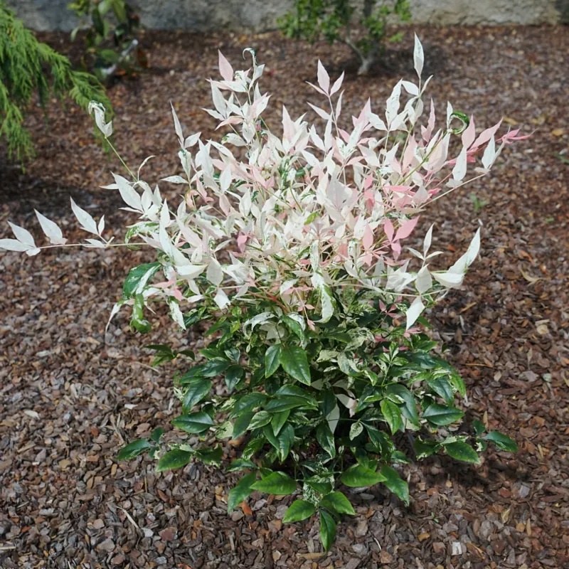 Nandina Sumrak