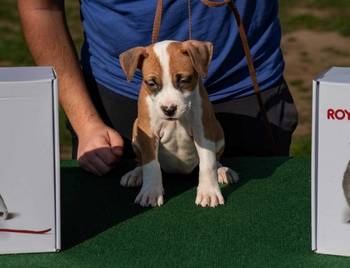 Američki Stafordski Terijer, vrhunski štenci