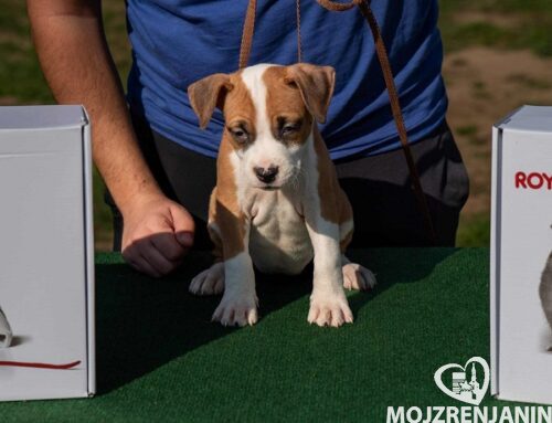 Američki Stafordski Terijer, vrhunski štenci