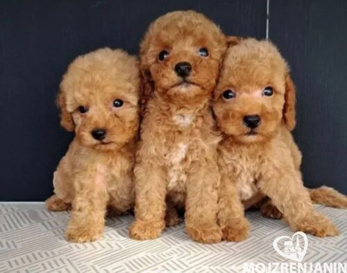 Maltipoo štenci