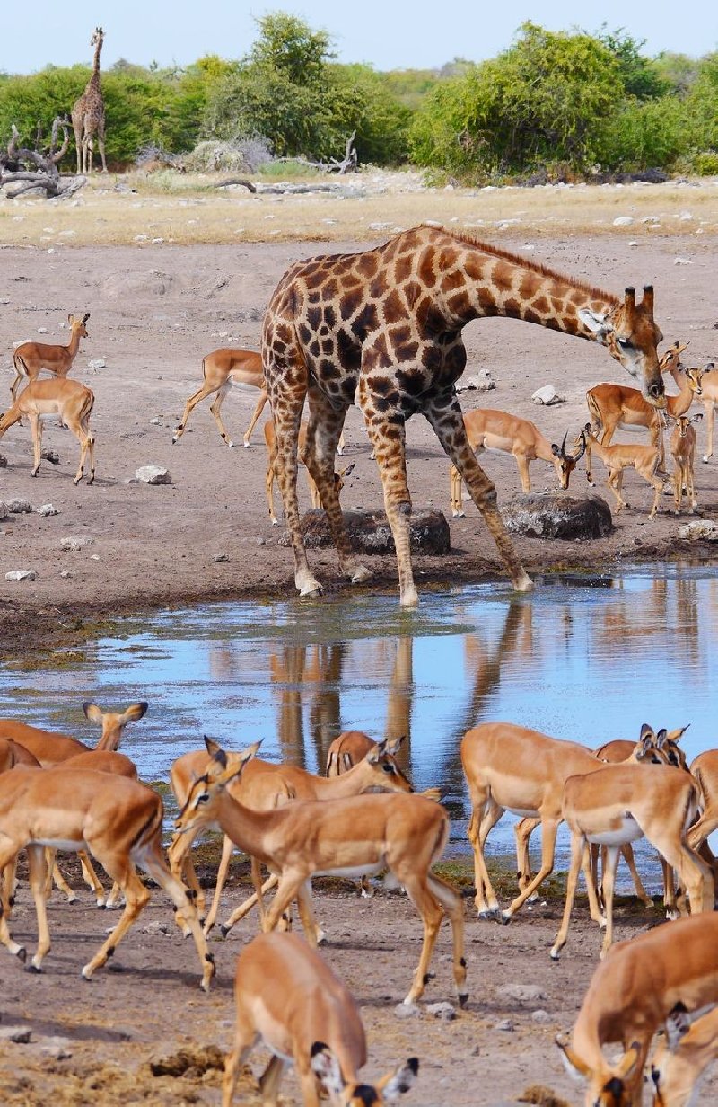 DA SE ZAPITAS DAL SI U SAVANI