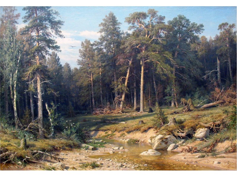 Borova šuma 2 - Šiškin