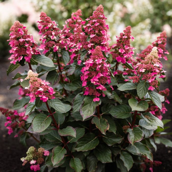 Hydrangea Paniculata Infinity - Drvenasta Hortenzija