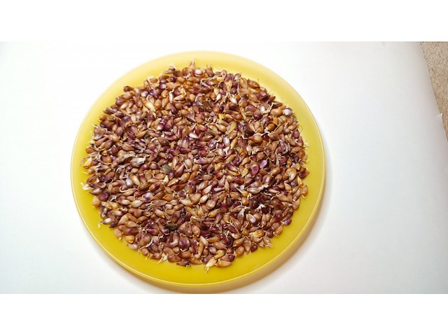 Divlji beli luk - allium longicuspis