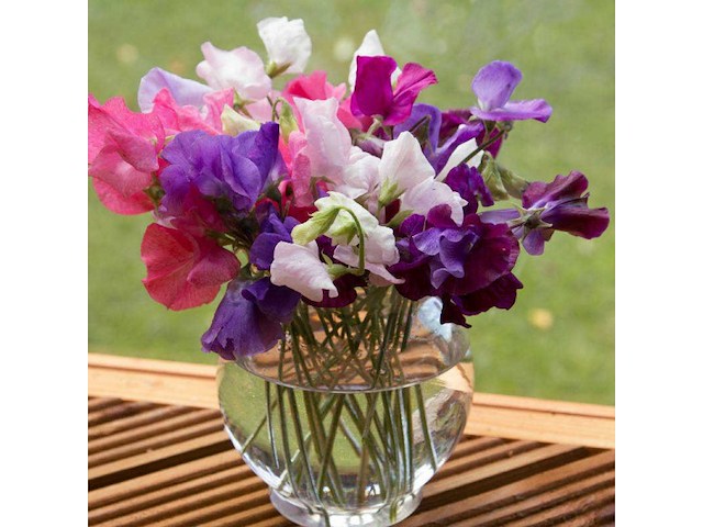 Ukrasni grašak mix (20 semenki) Lathyrus odoratus mix