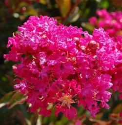 Indijski jorgovan - lagerstroemia indica
