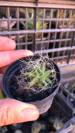 Mammillaria Camptotricha