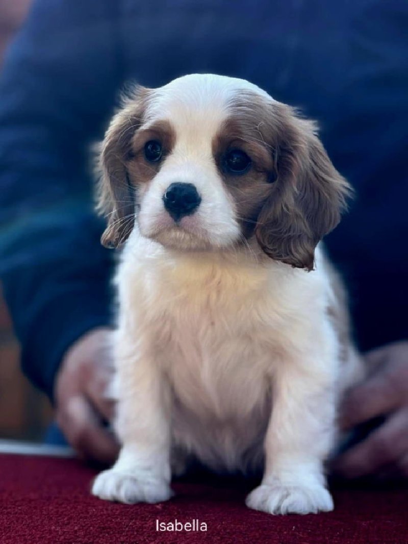Štenad kavalira iz Malog Zmaja