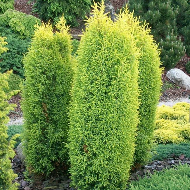 Juniperus com. 'Gold Cone'