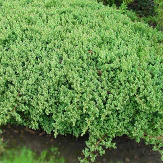 Juniperus con. Schlager