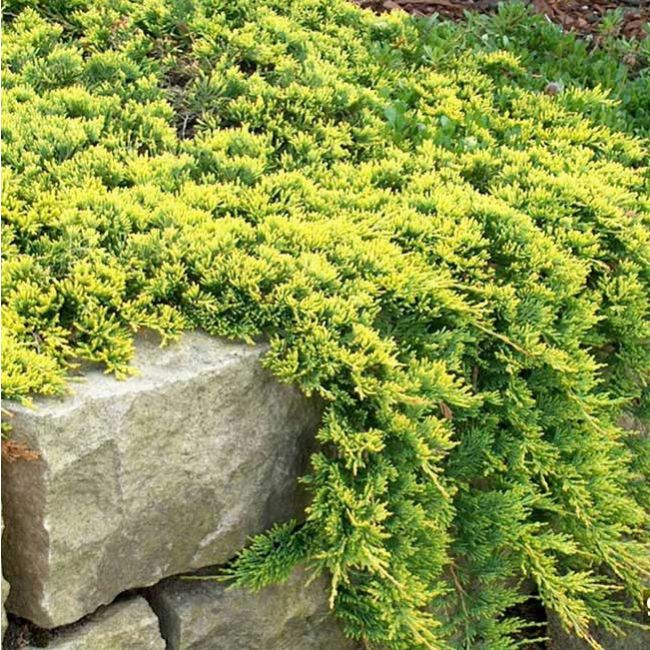 Juniperus hor. 'Golden Carpet'