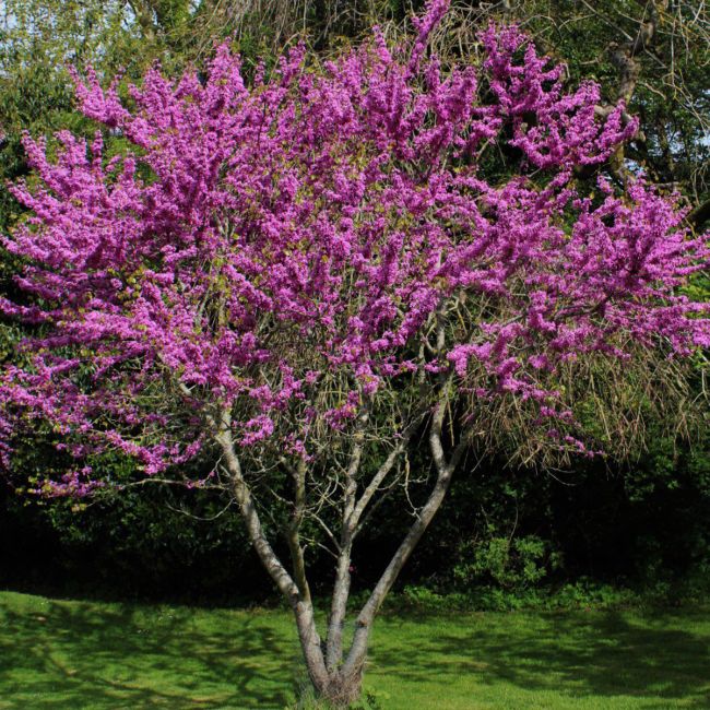 Cercis siliquastrum