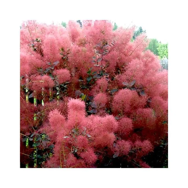 Cotinus coggyria Dusky Maiden
