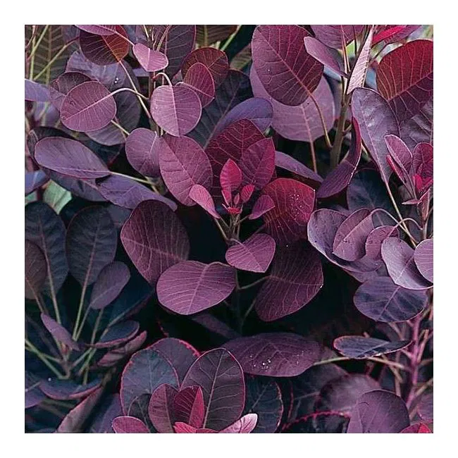 Cotinus coggyria Lilla