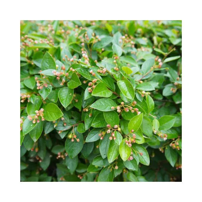 Cotoneaster Lucidus