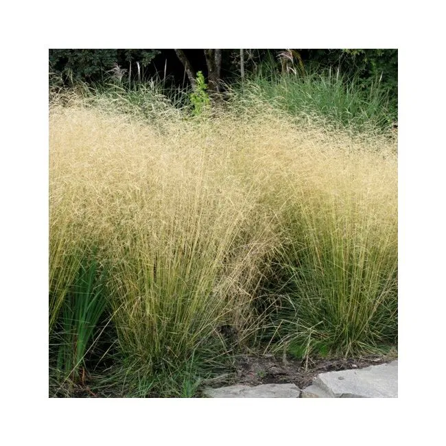 DESCHAMPSIA CESPITOSA
