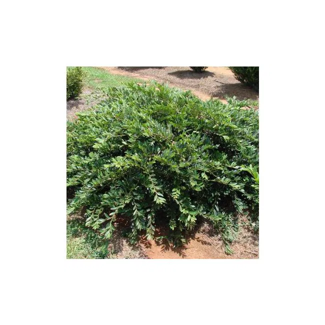 Distylium 'Vintage Jade'