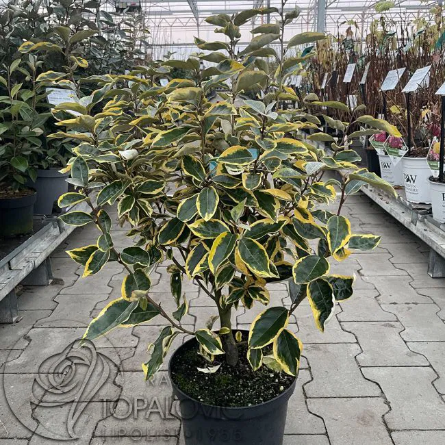 Elaeagnus ebb. Gilt Edge