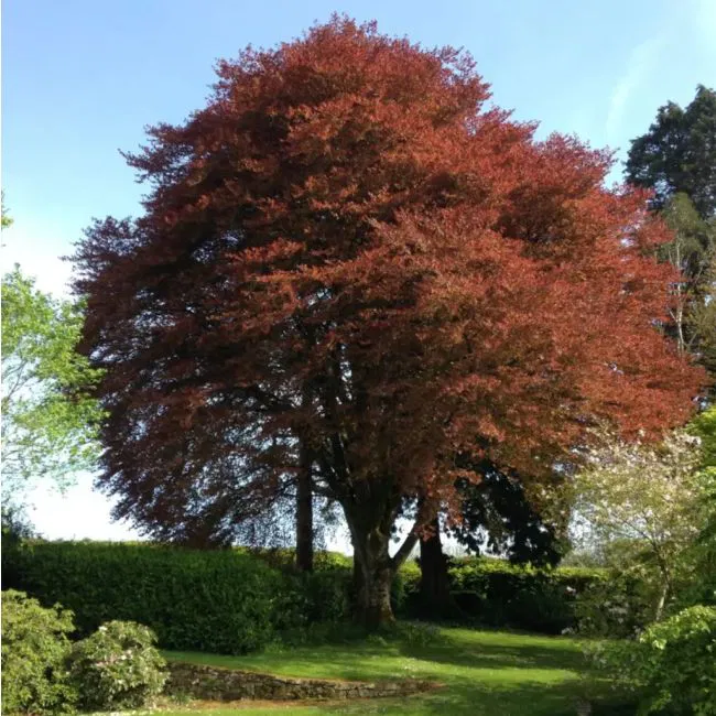 Fagus sylvatica Purpurea