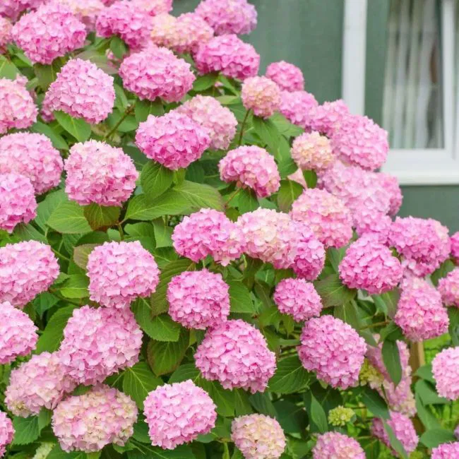 Hydrangea macrophylla ‘Pink’