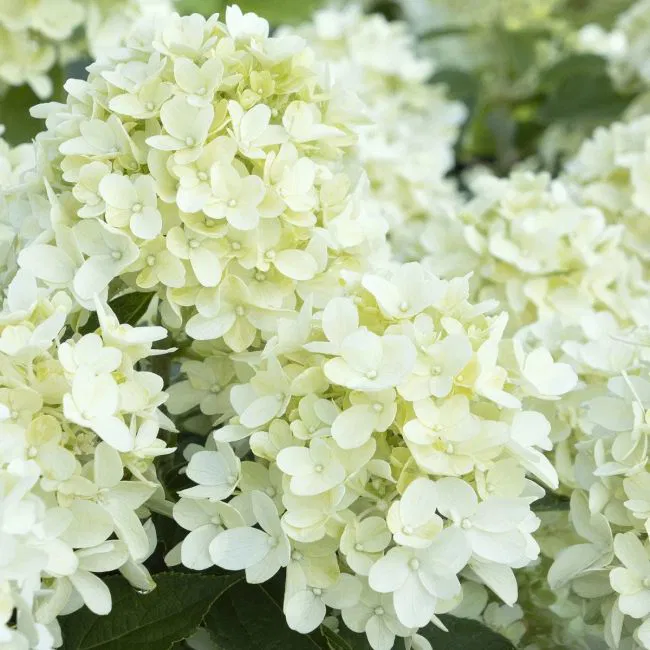 Hydrangea paniculata Candy Lught