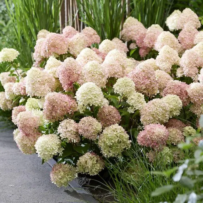 Hydrangea paniculata Summer Love